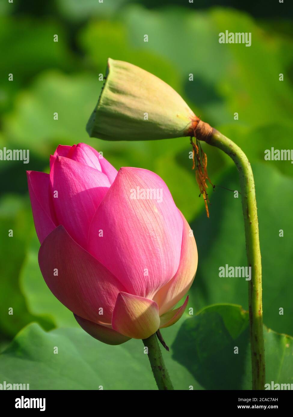 Vertical shot of a blooming pink lotus flower Stock Photo - Alamy