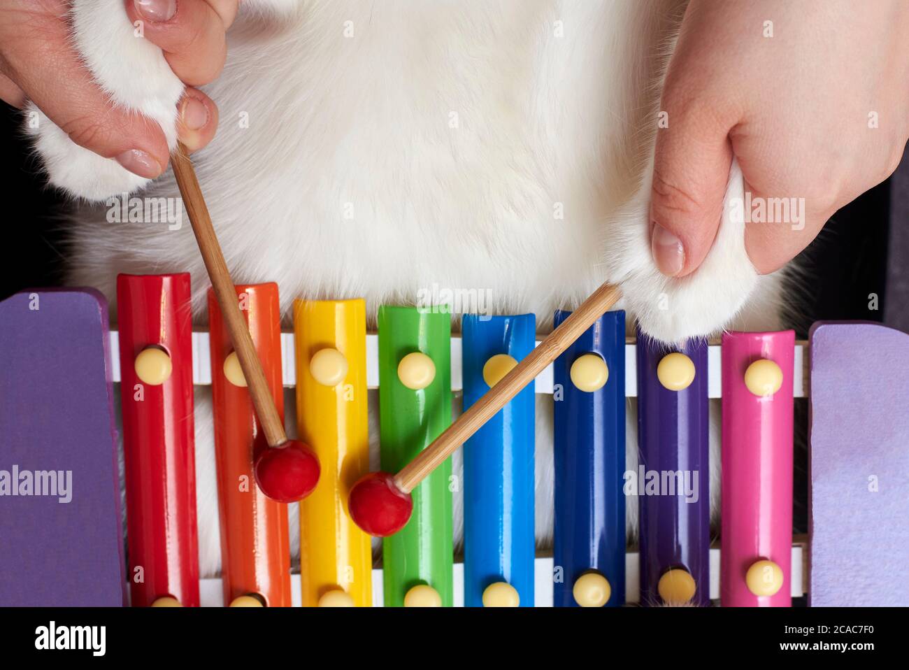 The cute cat and its owner play a musical instrument - a xylophone ...