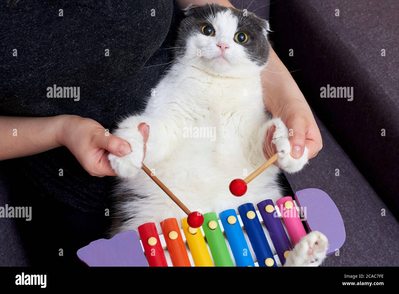 The cute cat and its owner play a musical instrument - a xylophone ...