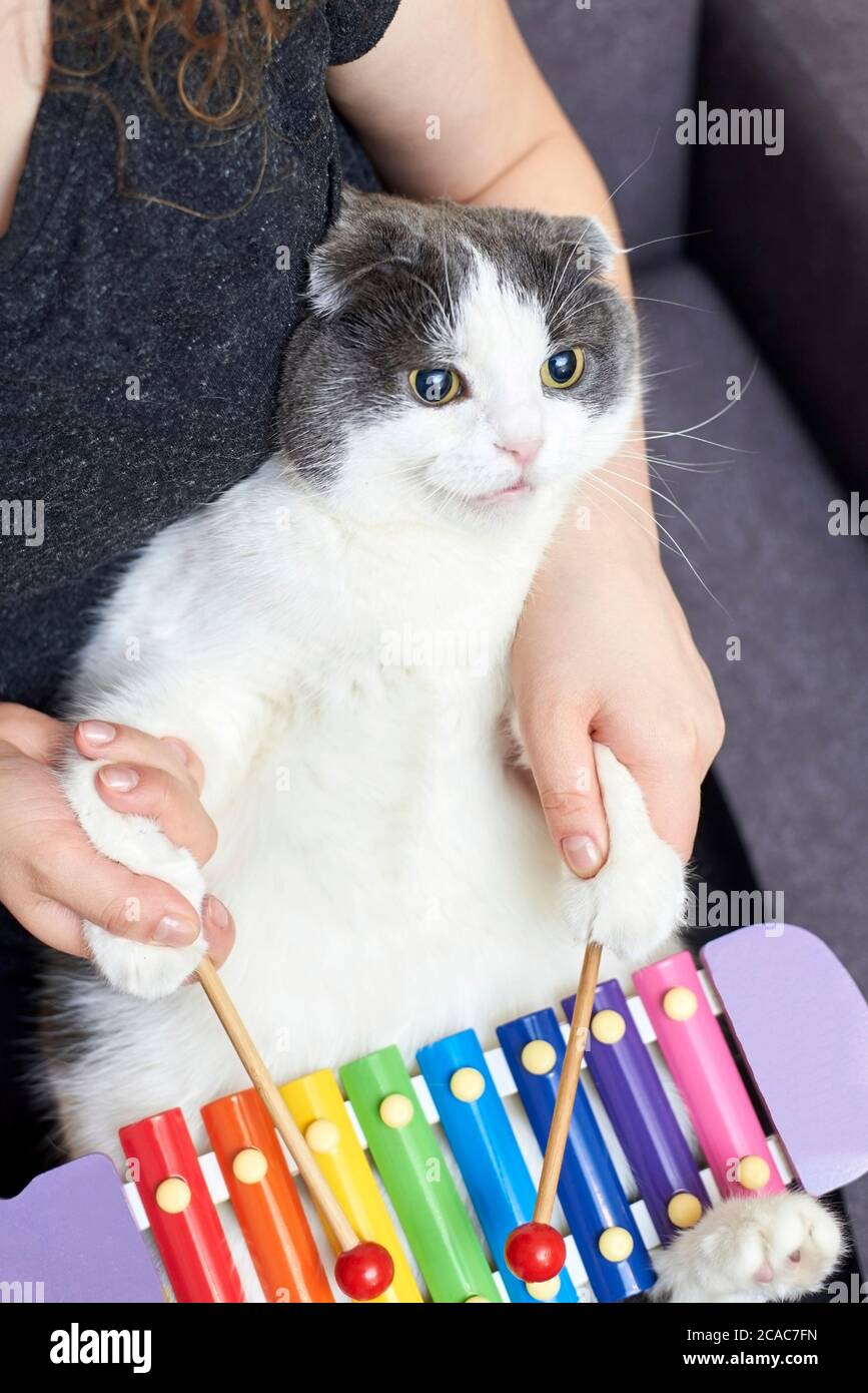 The cute cat and its owner play a musical instrument - a xylophone ...