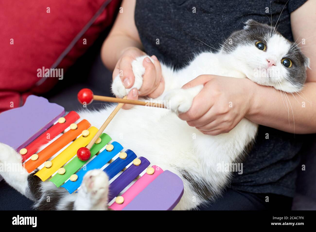 The cute cat and its owner play a musical instrument - a xylophone ...