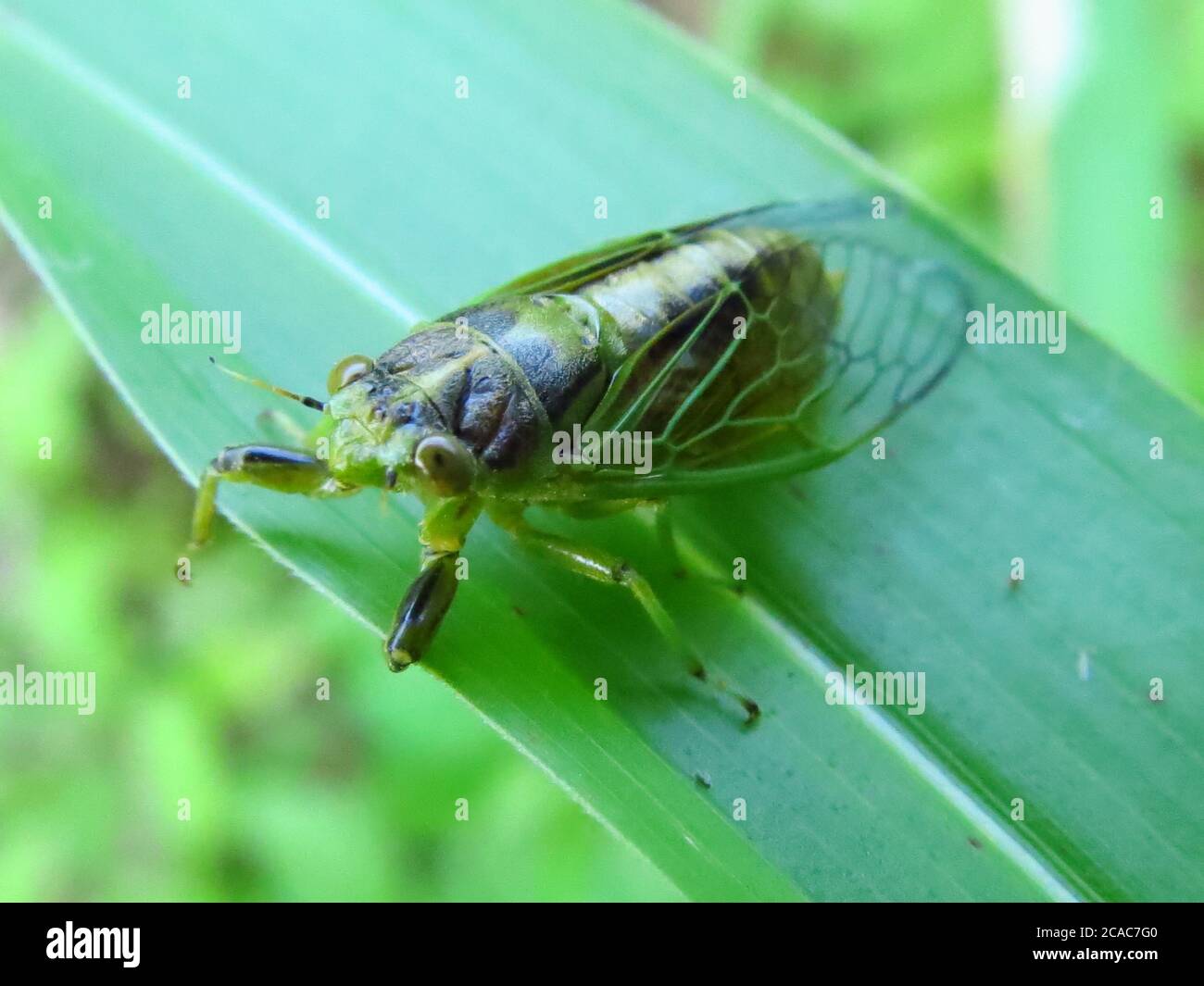 Cicada Mantis High Resolution Stock Photography and Images - Alamy