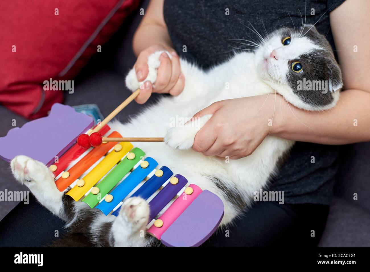 Xylophone Cat