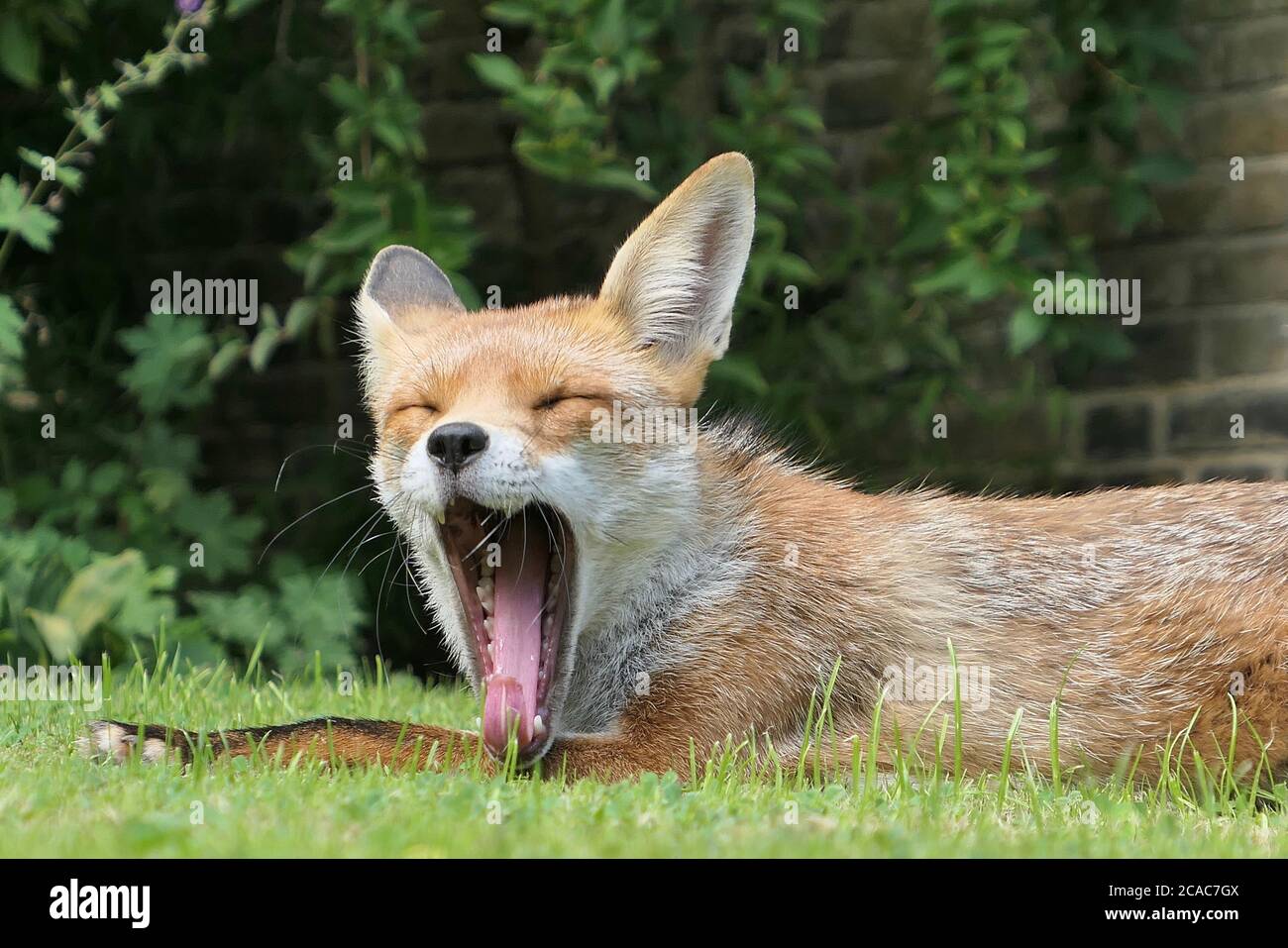 Fox open mouth teeth hi-res stock photography and images - Alamy