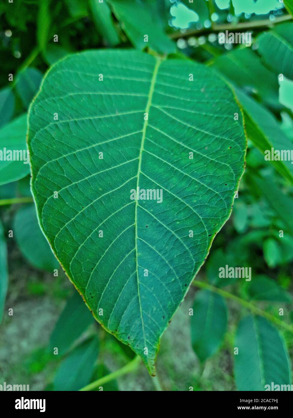 Walnut and leaf hi-res stock photography and images - Alamy