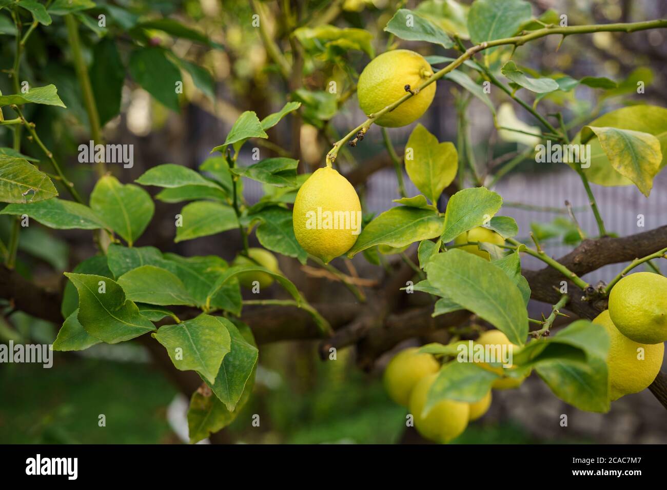 A close-up of the yellow lemon fruit on the branches of the tree among ...