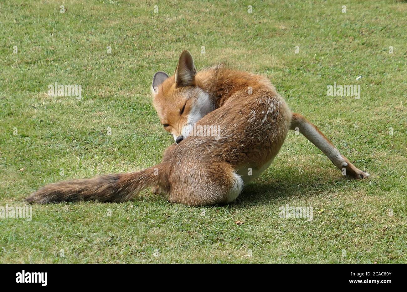 Fox mange hi-res stock photography and images - Alamy