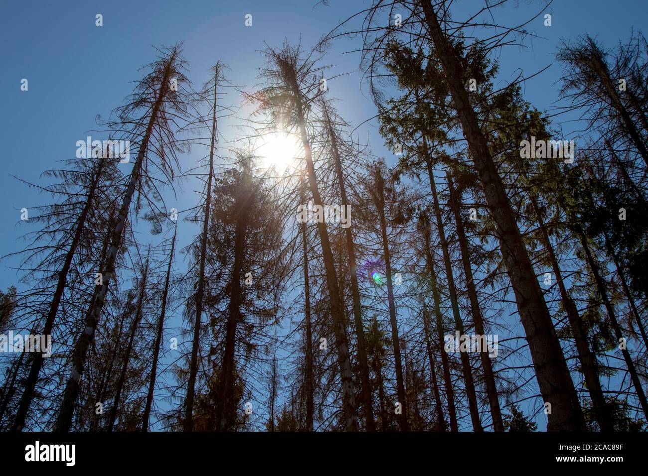 Dry coniferous ecosystems hi-res stock photography and images - Alamy