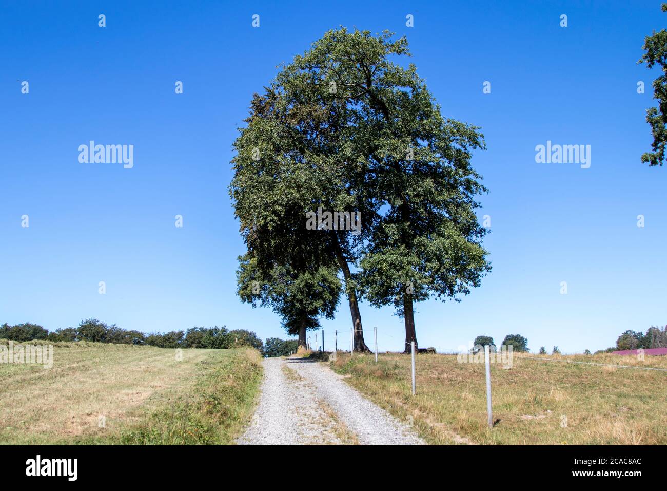 walkway trough meadows, trees, and fields, blue sky, fence at the ...