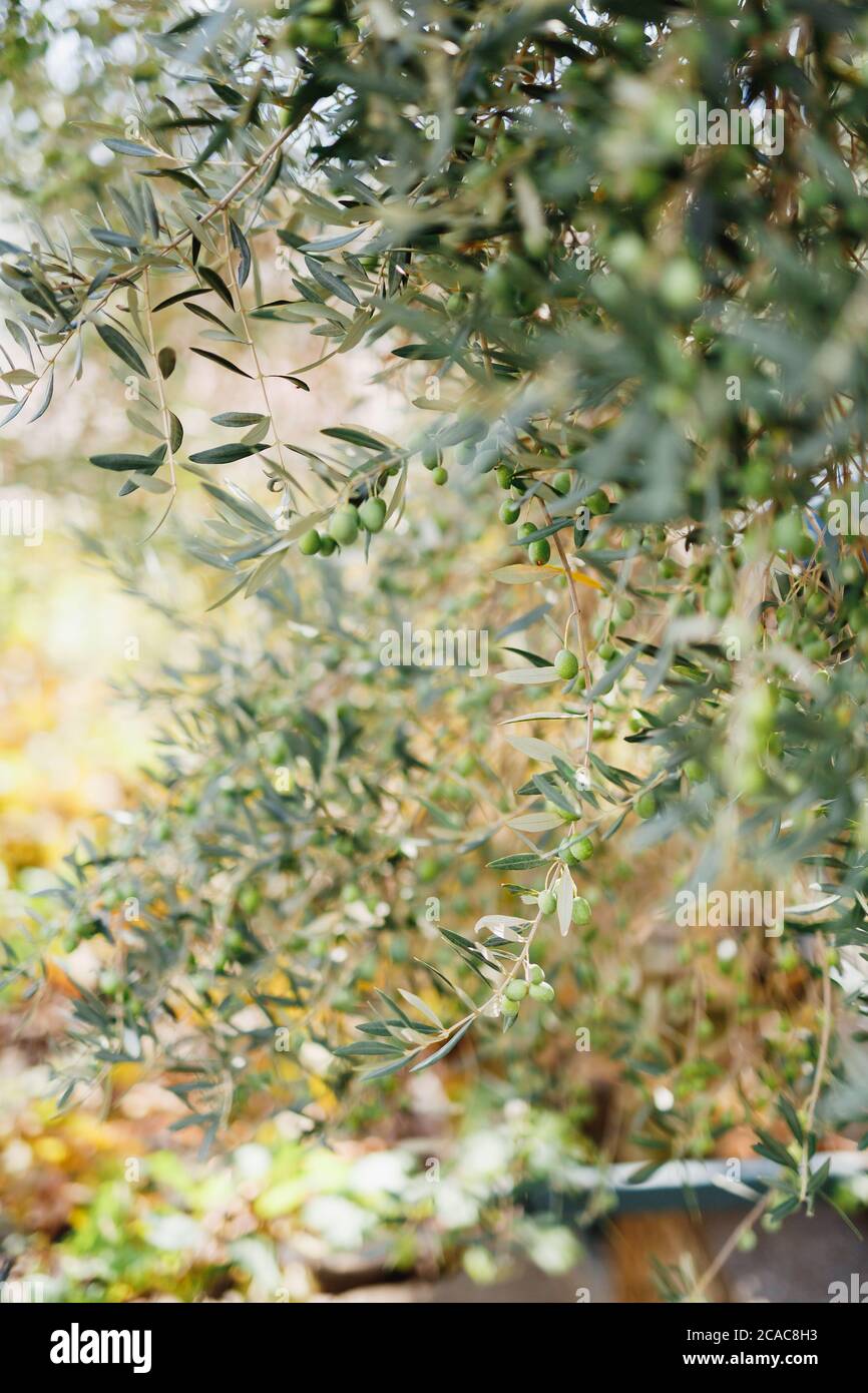 Beautiful background - olive branches with green fruits. Blurred ...