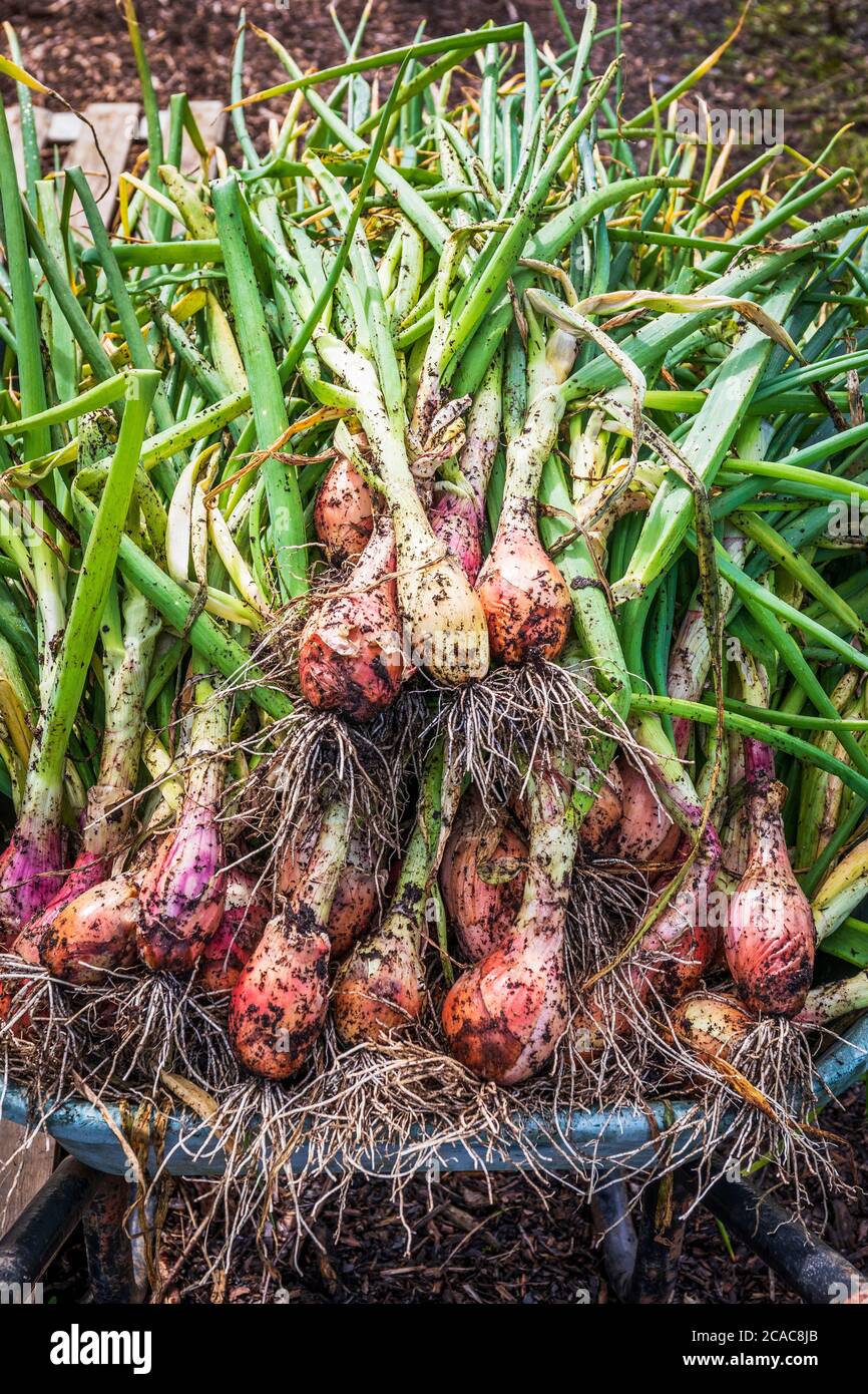 Freshly pulled shallot onions with roots and stacks, in a wheelbarrow ...