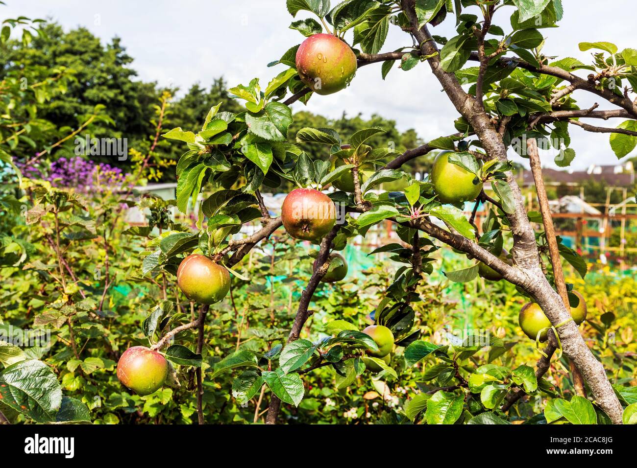 Crop of apples on a small tree in an allotment garden, kilwinning ...