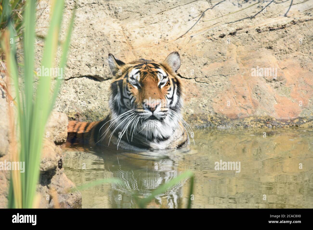 Tiger Isle of Wight Zoo Stock Photo - Alamy