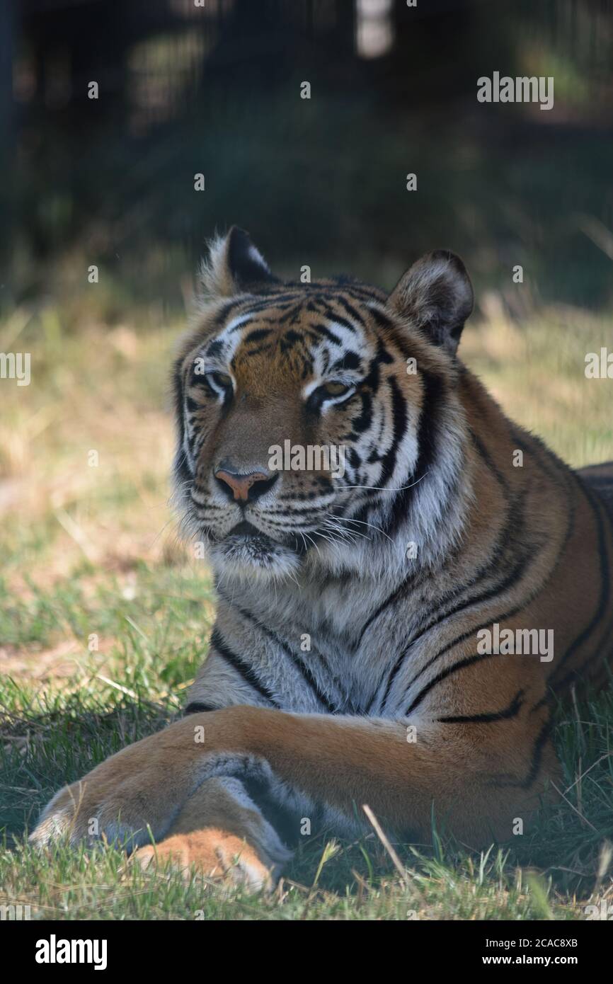 Tiger isle of wight zoo hi-res stock photography and images - Alamy