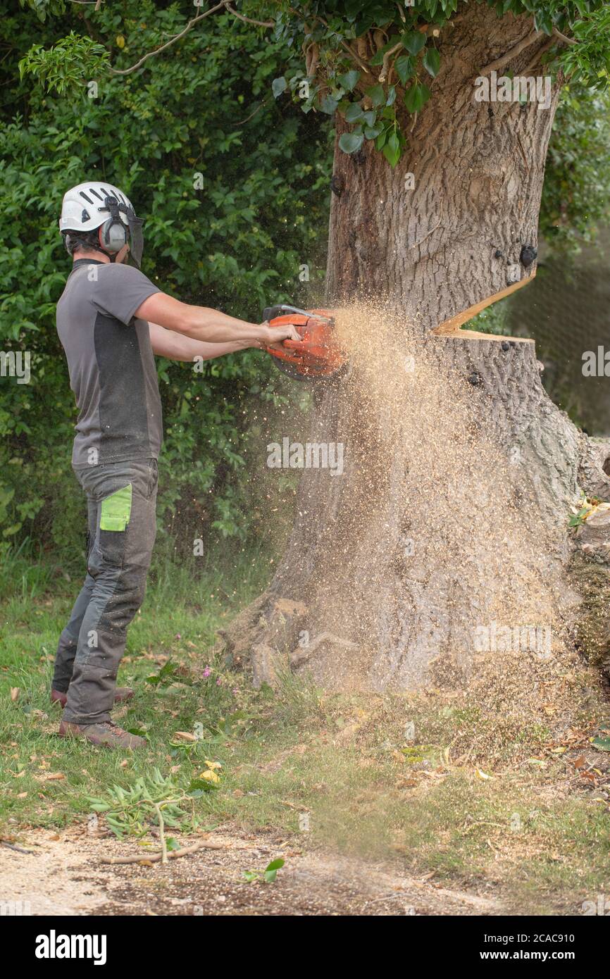 Ash Tree (Fraxinus excelsior). Trunk being chainsaw cut to fell tree ...