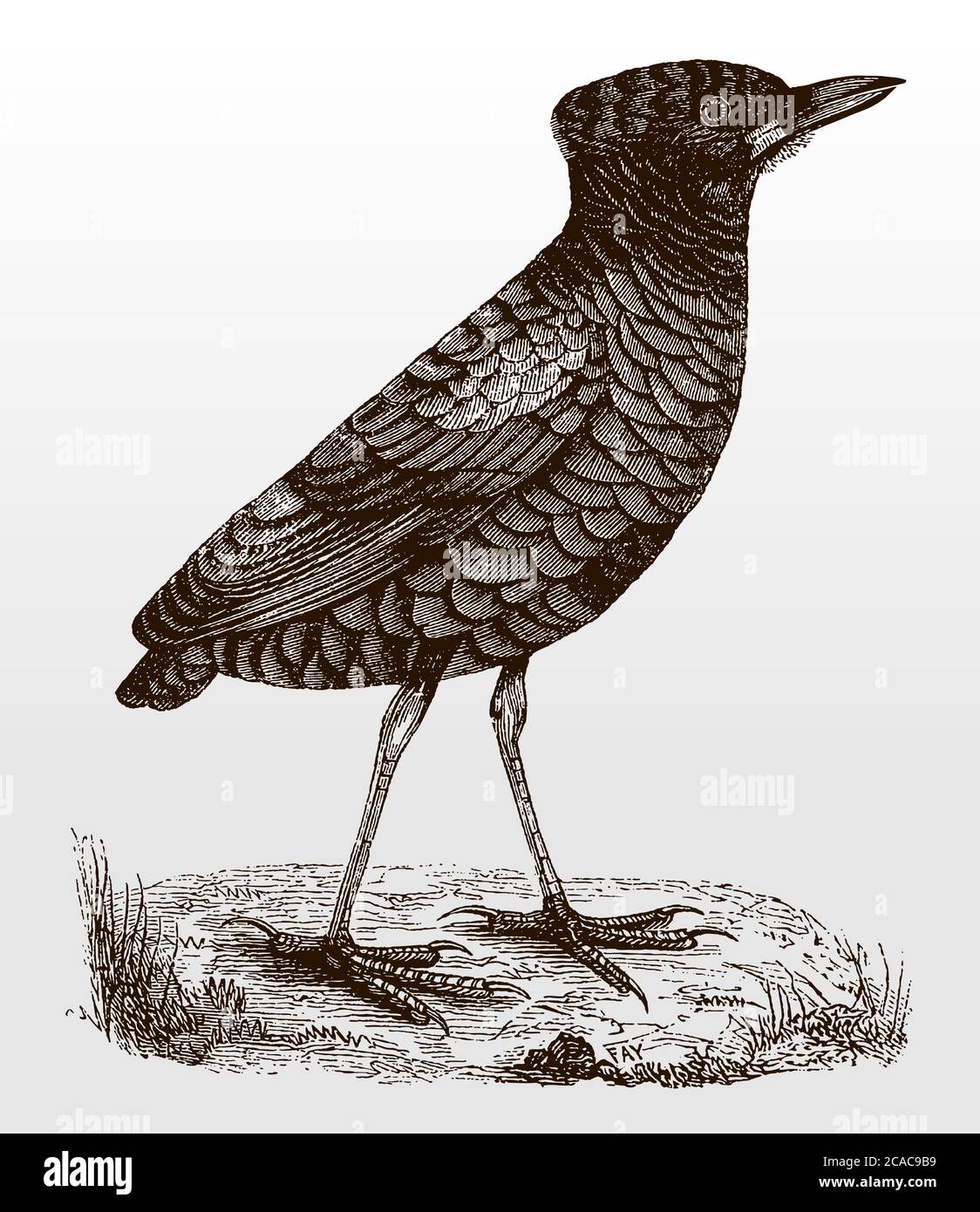 Giant pitta, hydrornis caeruleus in side view standing on the ground ...