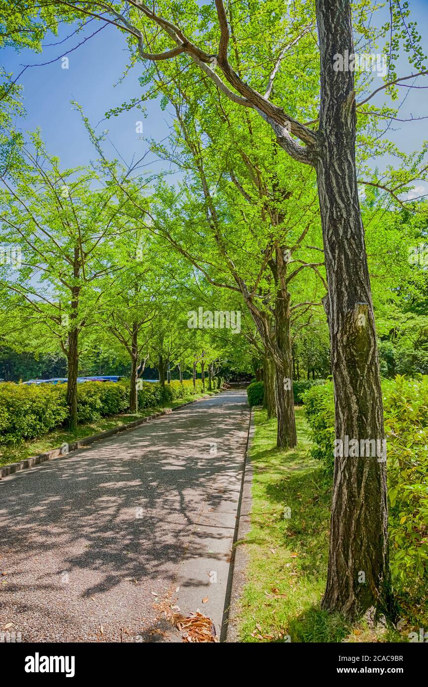 Roadside green ginkgo tree in Japan Stock Photo - Alamy