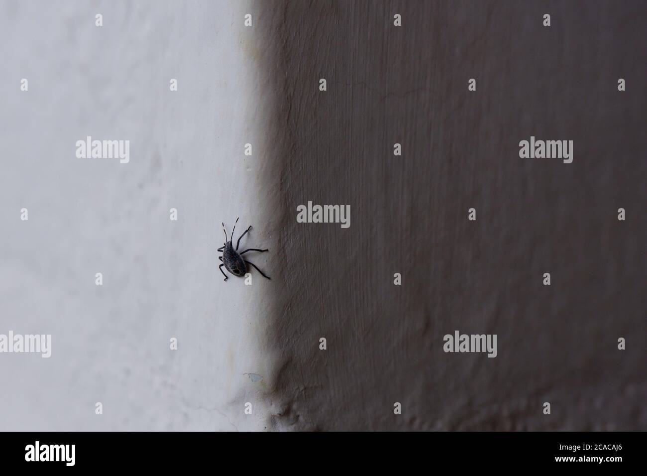 a black color insect isolated on white wall Stock Photo - Alamy