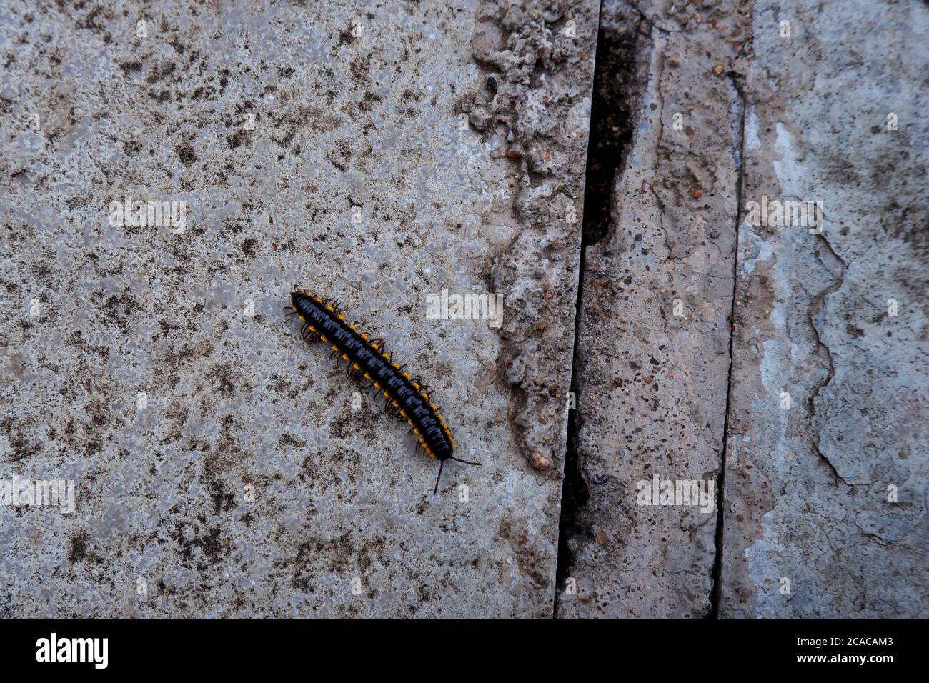 a top view of a small yellow-spotted millipede on the ground Stock ...