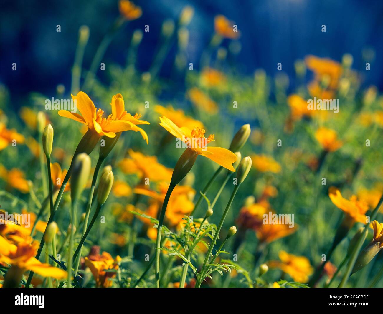 Bright and colorful wildflowers in the field Stock Photo - Alamy