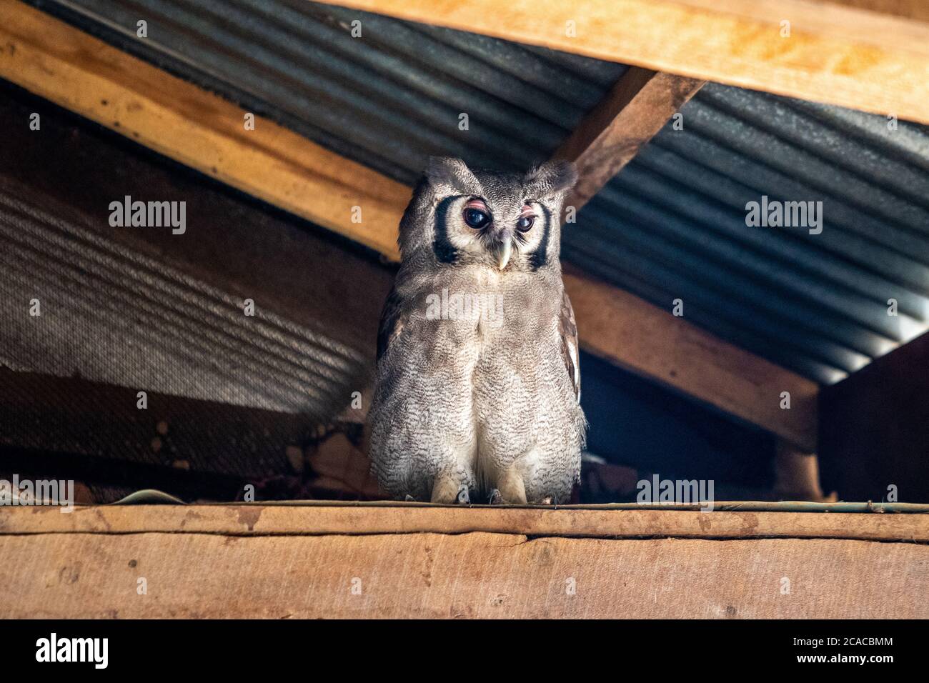 Owl roof night hi-res stock photography and images - Alamy