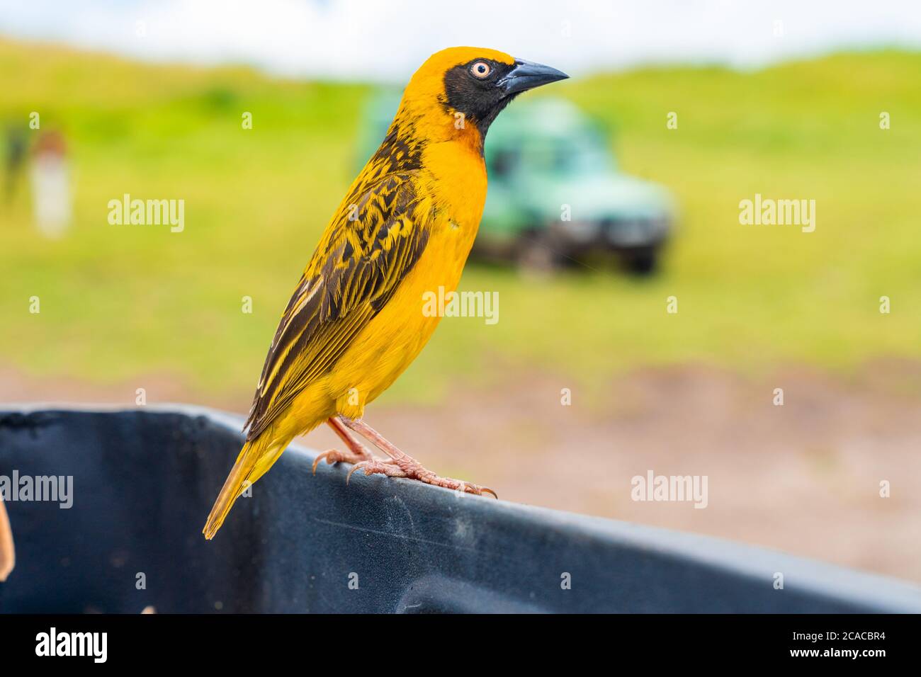 Yellow weaver bird sitting on a car at Tanzania Stock Photo - Alamy