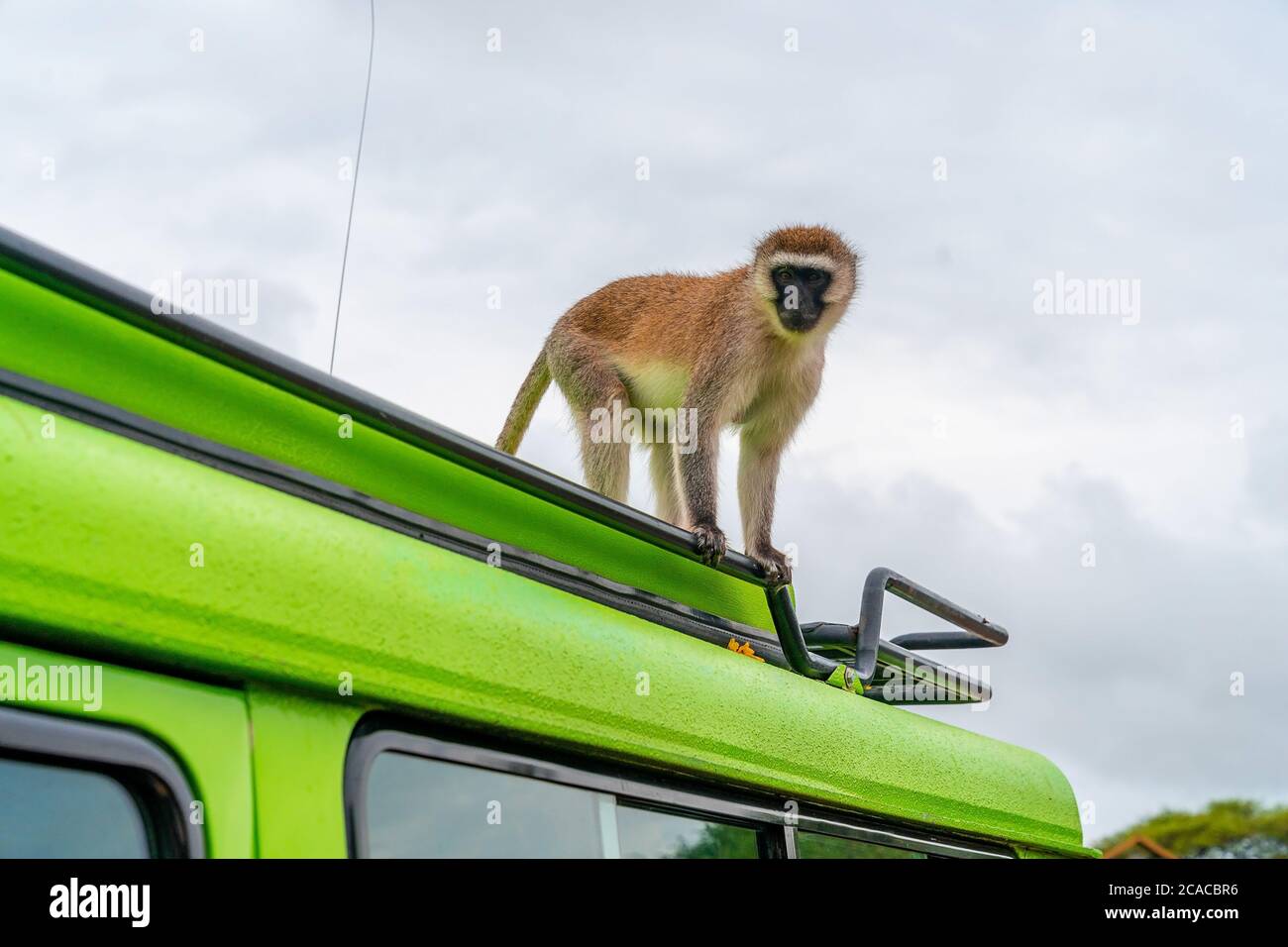 Monkey bus hi-res stock photography and images - Alamy