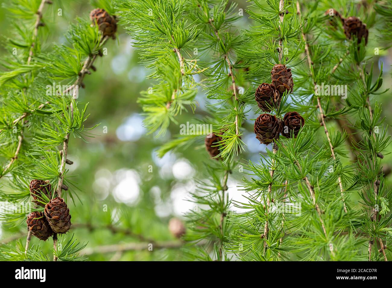 juniper tree texture background. juniper branch pattern backdrop close ...