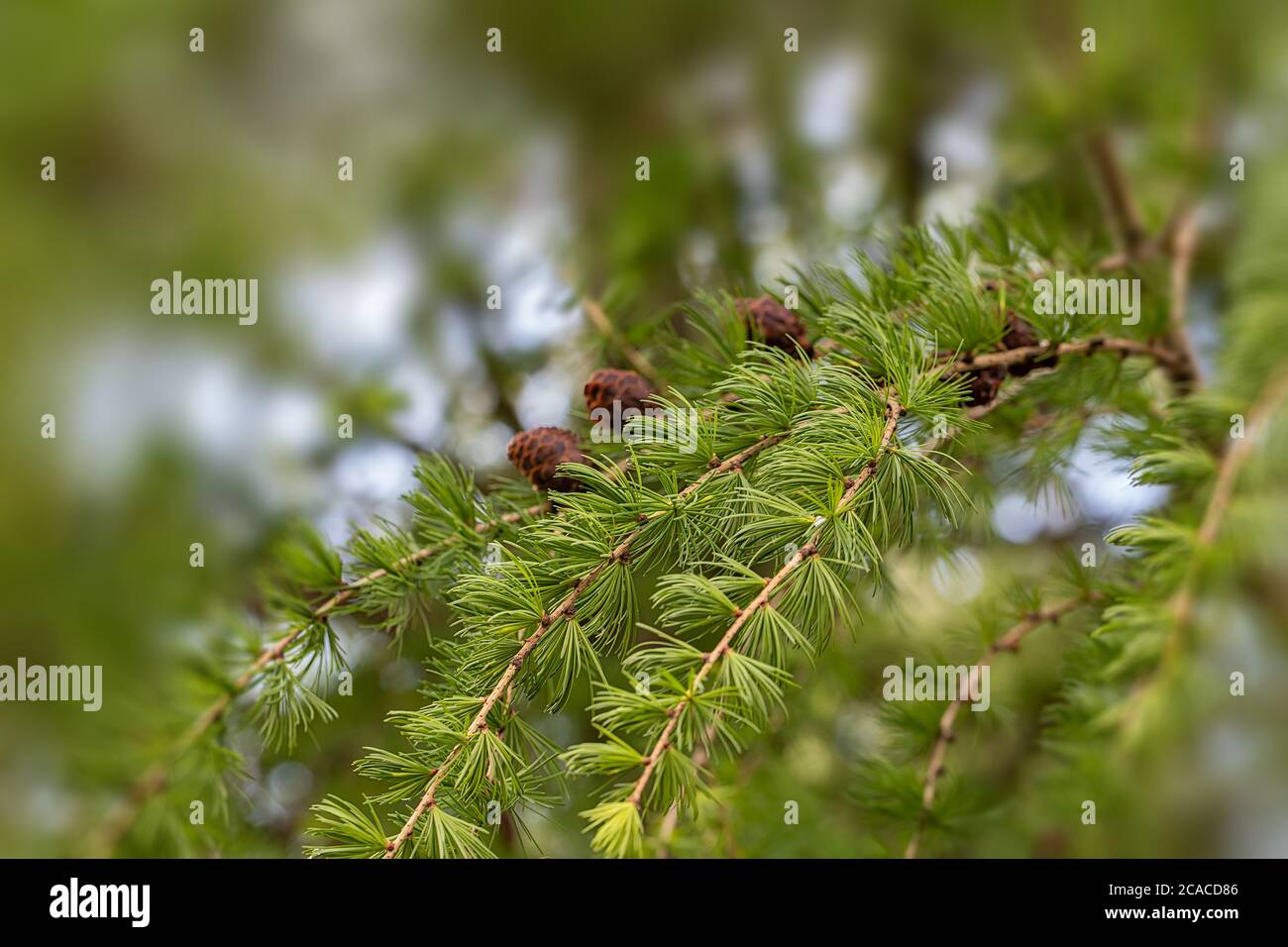 juniper tree texture background. juniper branch pattern backdrop close ...