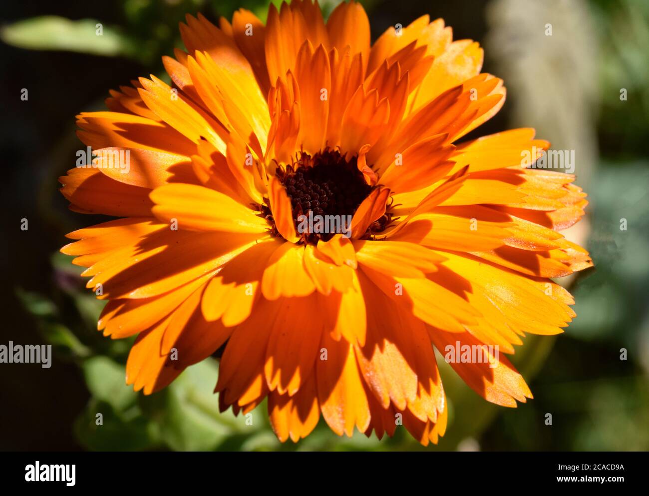marigold, calendula stellata Stock Photo - Alamy