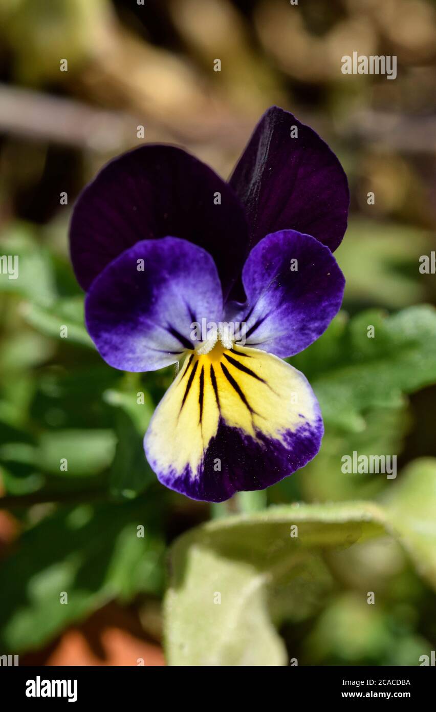 Pansy flower portrait hi-res stock photography and images - Alamy