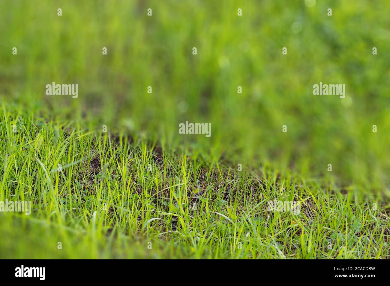 Green grass background texture. Element of design Stock Photo - Alamy