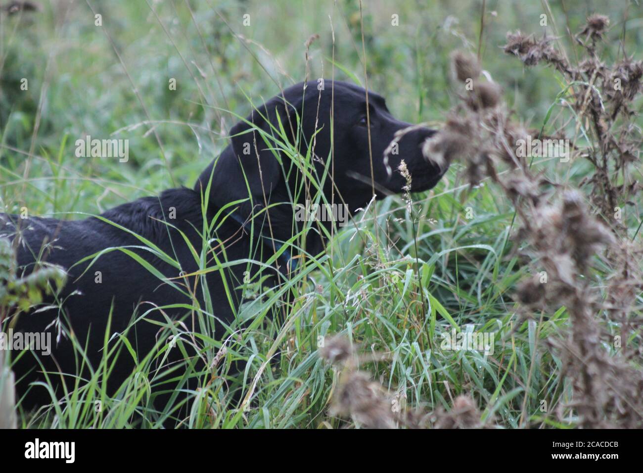 Hiding in thistles hi-res stock photography and images - Alamy