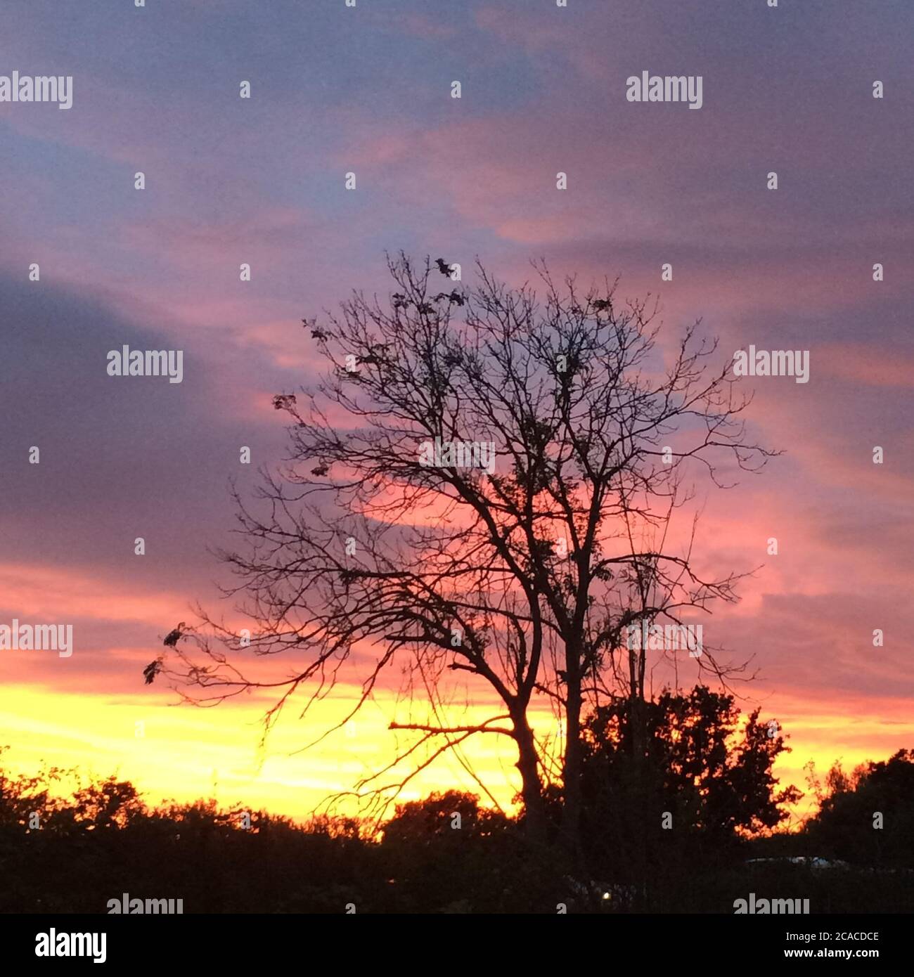 Roosting birds hi-res stock photography and images - Alamy