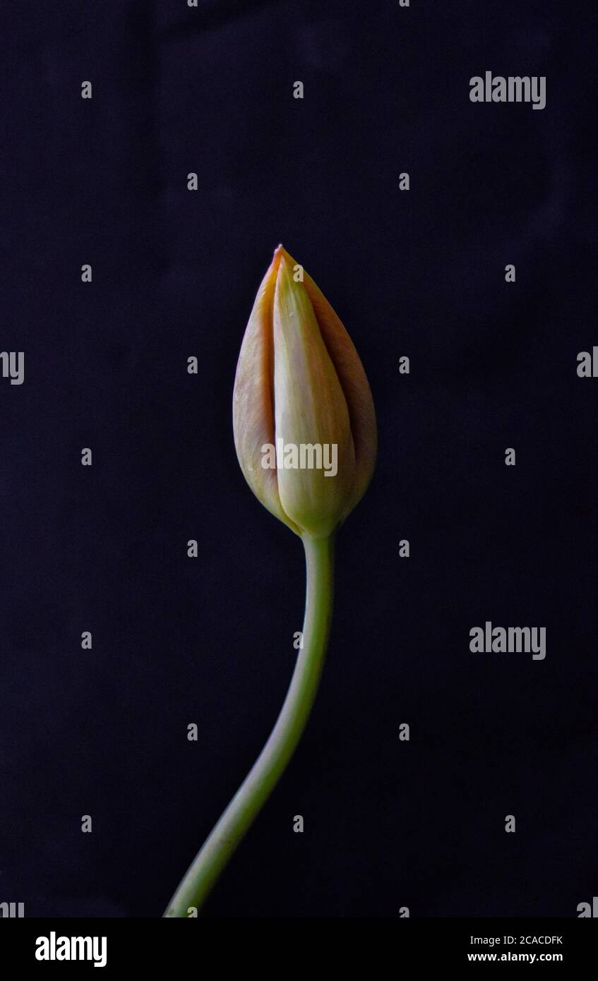 Unopened tulip bud hi-res stock photography and images - Alamy