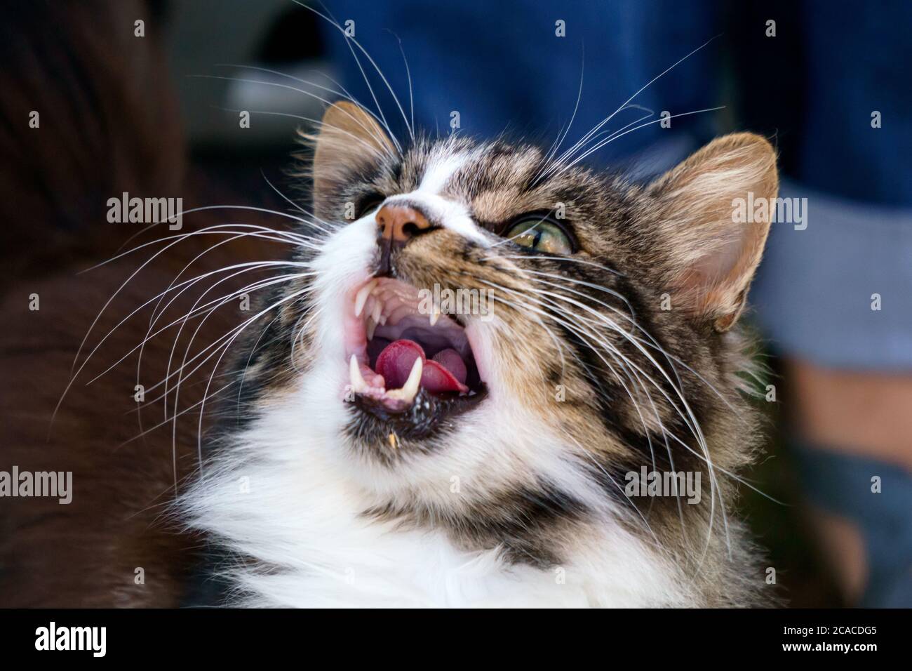 A beautiful fluffy cat with sharp fangs Stock Photo - Alamy