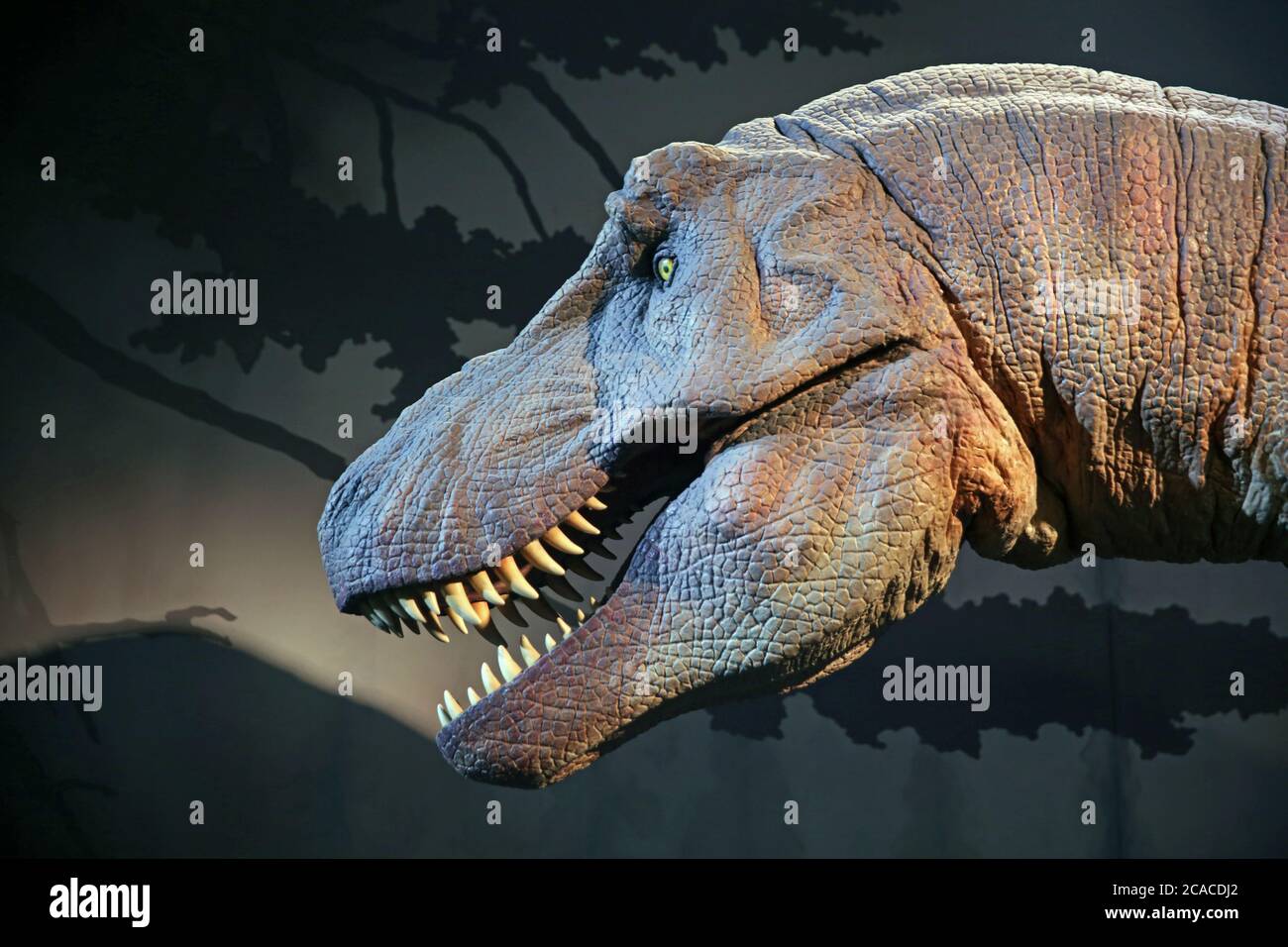 The T-Rex at the British Natural History Museum in London Stock Photo ...