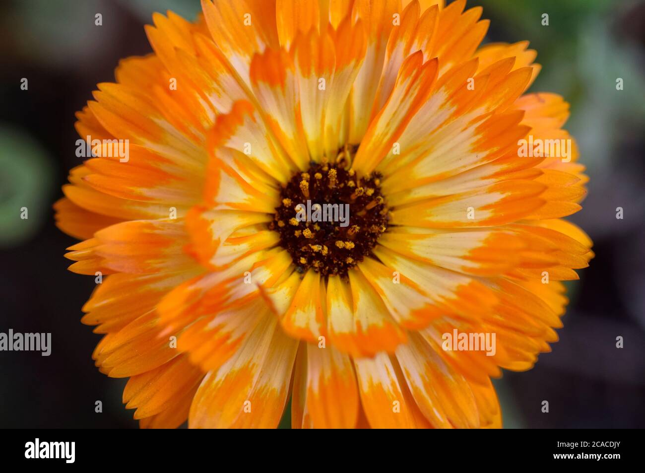 marigold, calendula stellata Stock Photo - Alamy