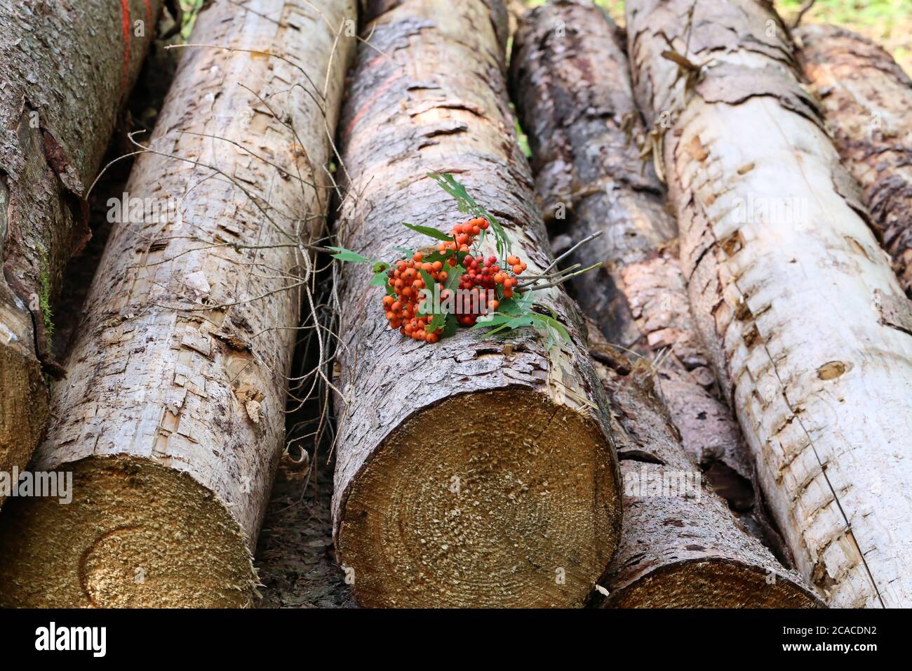 Twigs of red mountain ash lie on logs Stock Photo - Alamy
