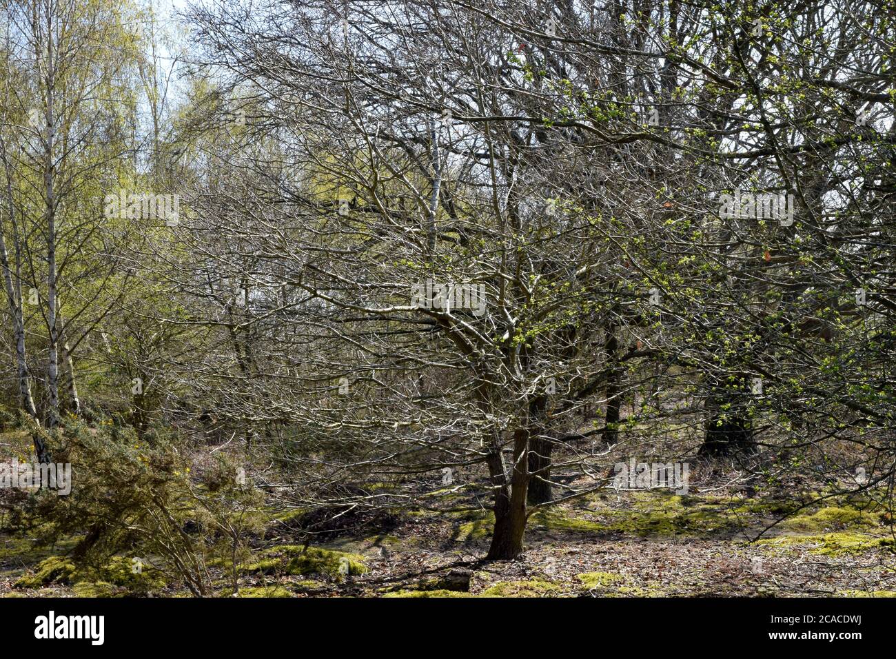 Early budding hi-res stock photography and images - Alamy