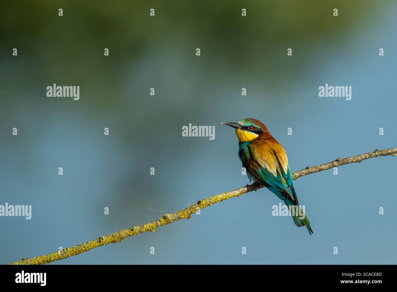 European Bea eater flying and hunting insects Stock Photo - Alamy