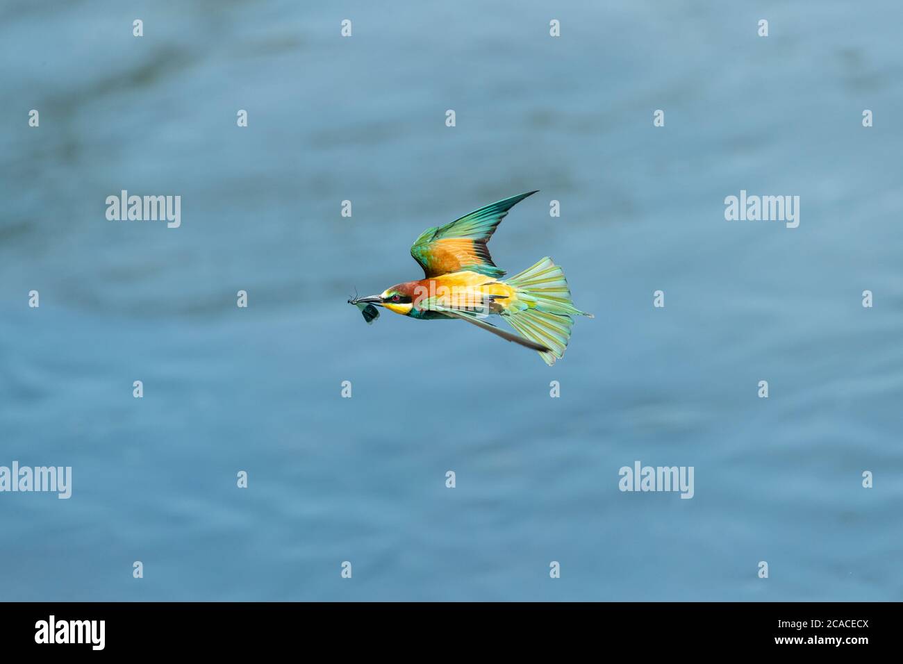 European Bea eater flying and hunting insects Stock Photo - Alamy