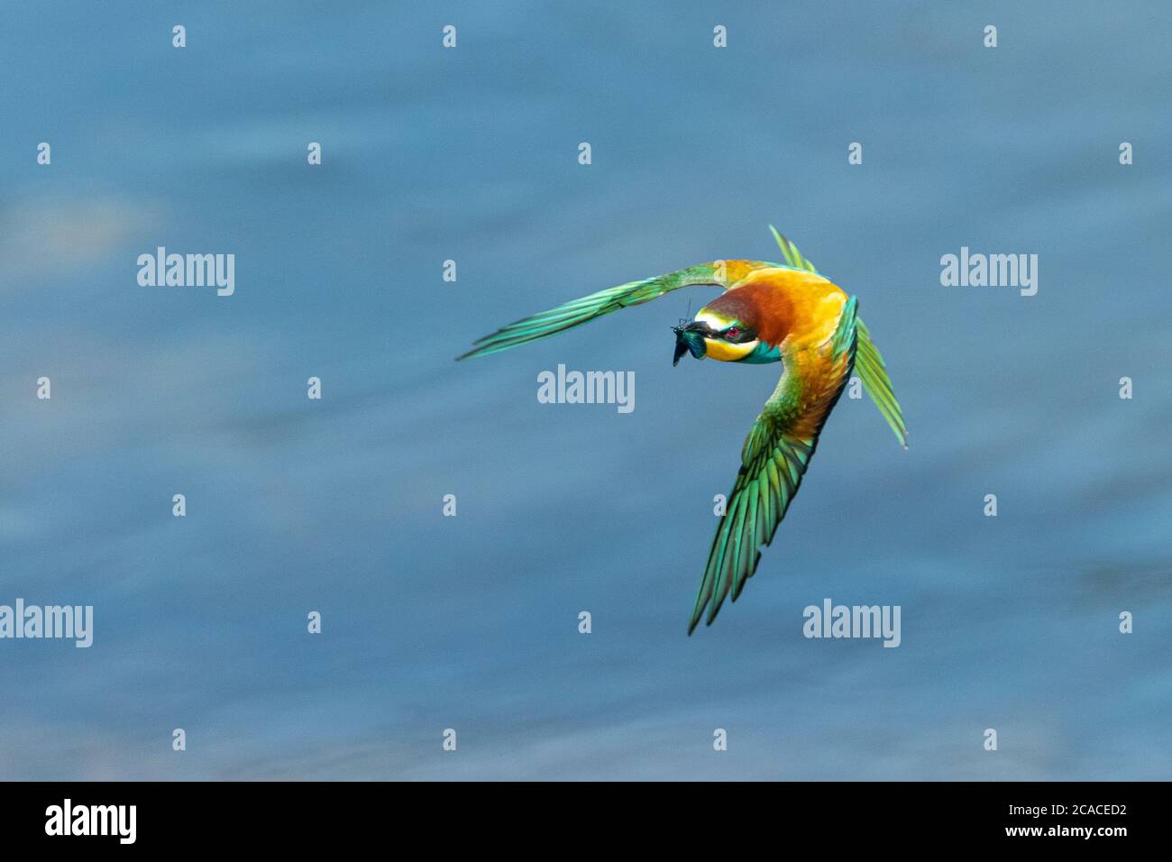 European Bea eater flying and hunting insects Stock Photo - Alamy