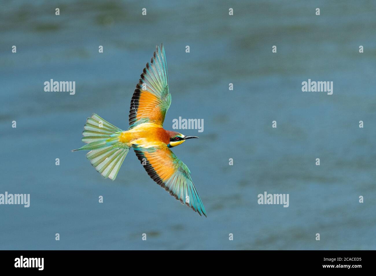 European Bea eater flying and hunting insects Stock Photo - Alamy