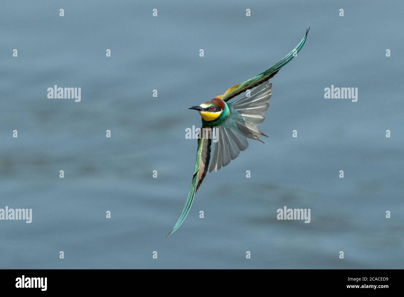 European Bea eater flying and hunting insects Stock Photo - Alamy