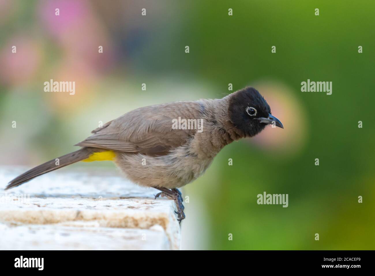Yellow-vented Bulbul AKA White-Spectacled Bulbul, (Pycnonotus ...