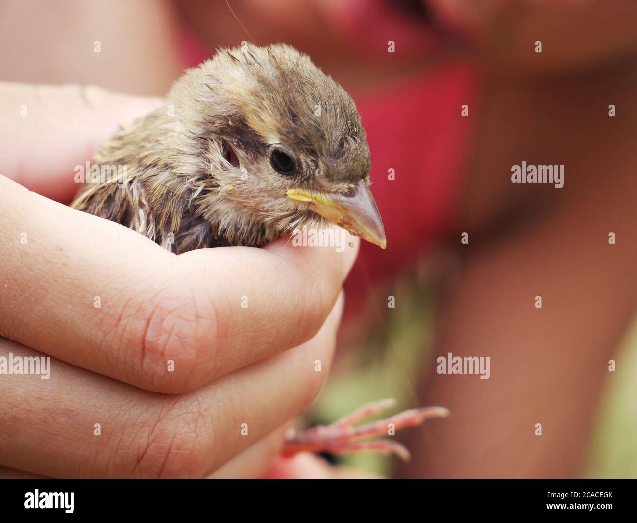Baby sparrow hi-res stock photography and images - Alamy