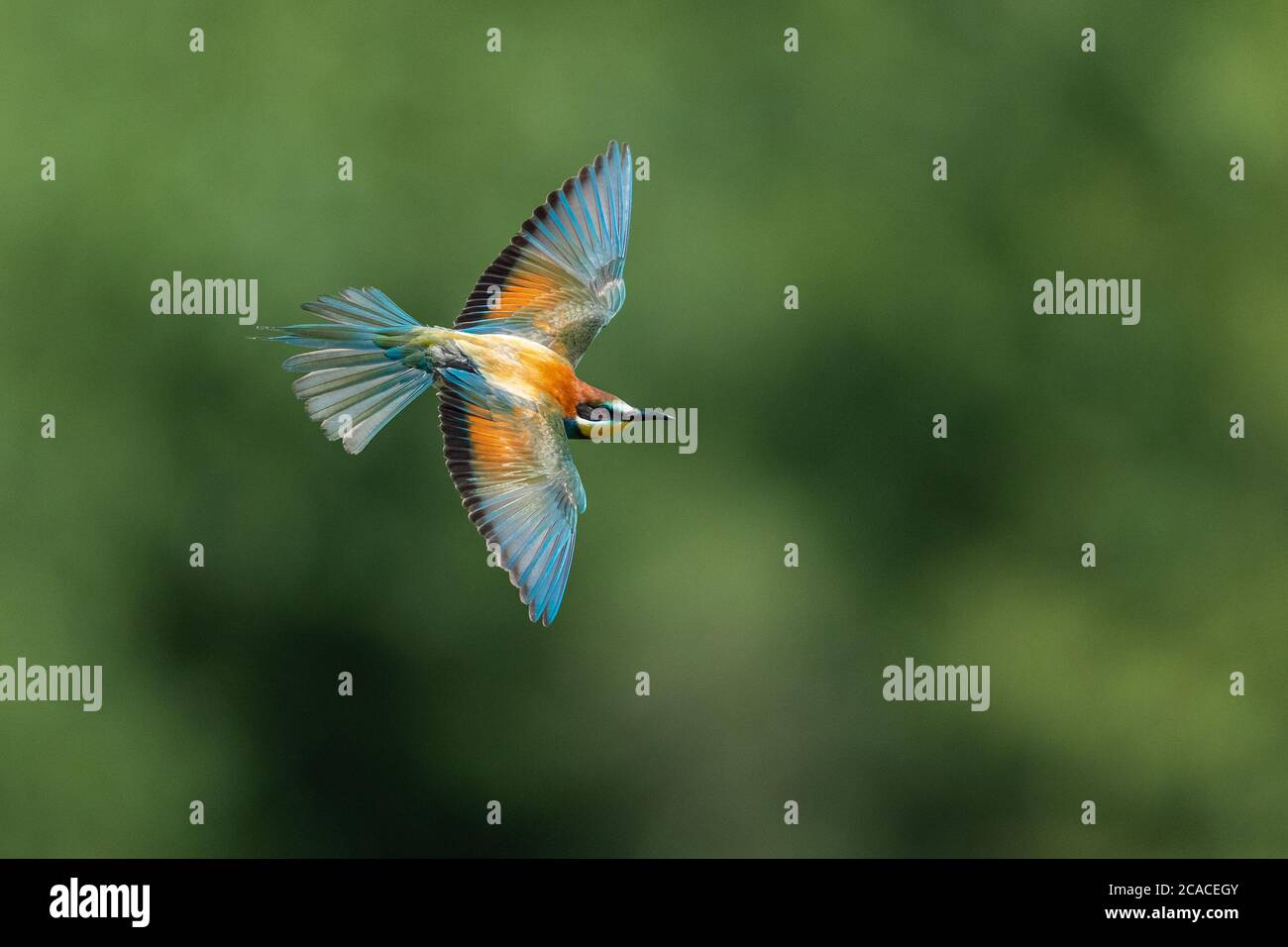 European Bea eater flying and hunting insects Stock Photo - Alamy