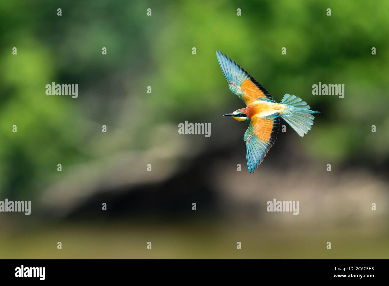 European Bea eater flying and hunting insects Stock Photo - Alamy