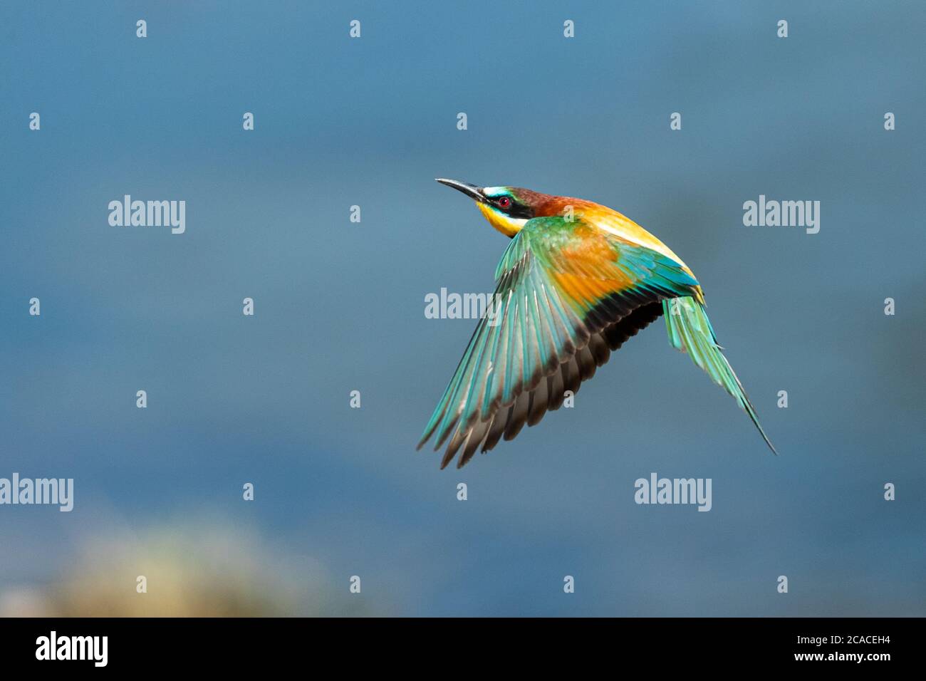 European Bea eater flying and hunting insects Stock Photo - Alamy